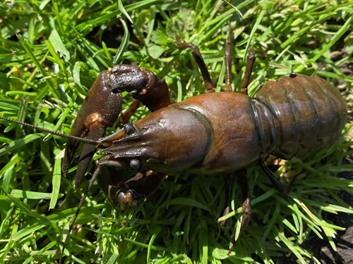 signal_crayfish – Arun & Rother Rivers Trust